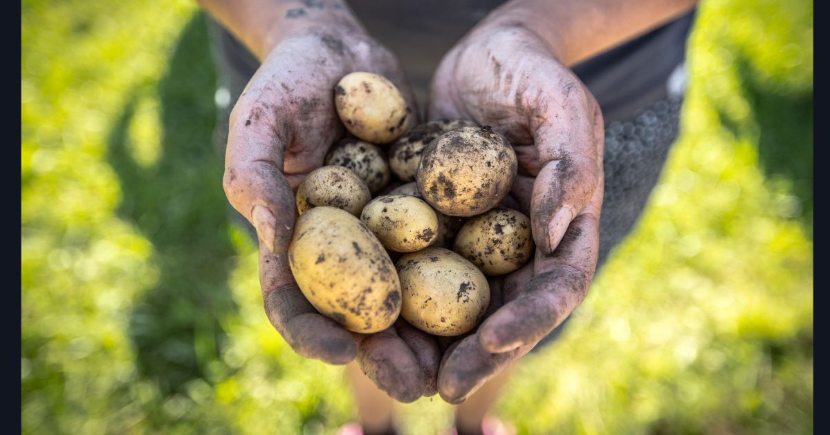 Real regional and sustainable: Plateau products from the region