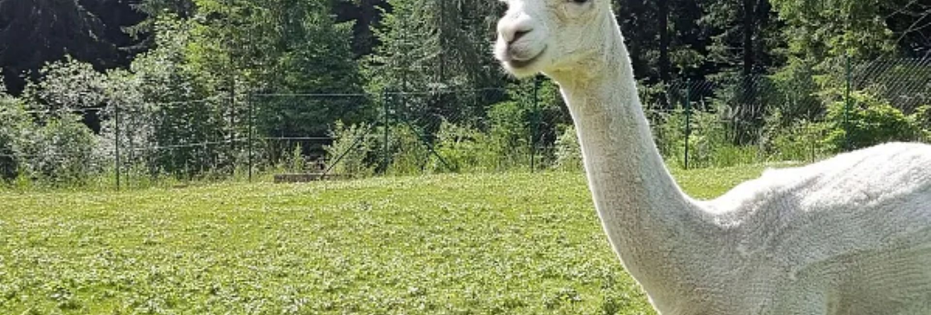 Summer experiences in Seefeld region